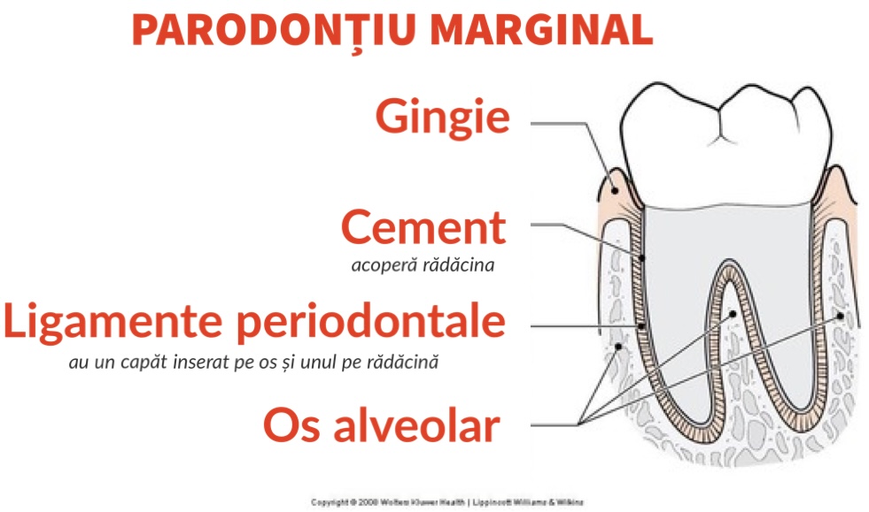 Ce este parodontoza? #sfatulparodontologului – DENTALDiM Pro Clinica